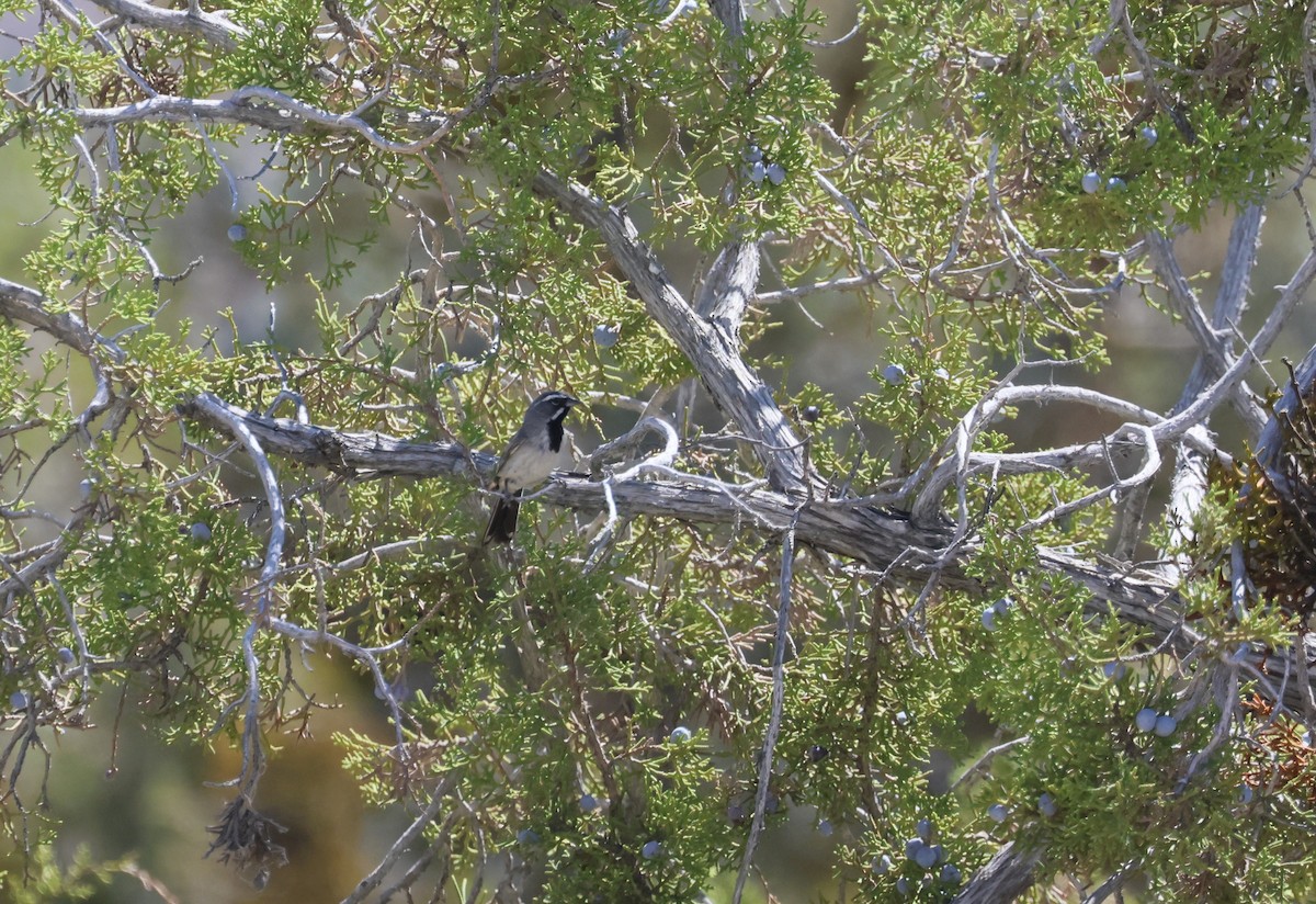 eBird Checklist - 16 Aug 2025 - Quatal Canyon (VEN Co.) - 9 species