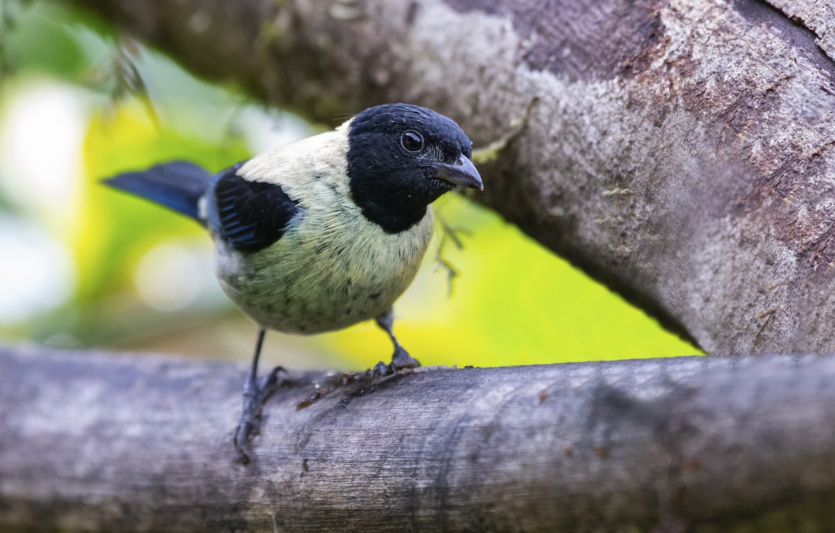 eBird Checklist - 9 Mar 2025 - Mountain House-Bird Lodge - 14 species
