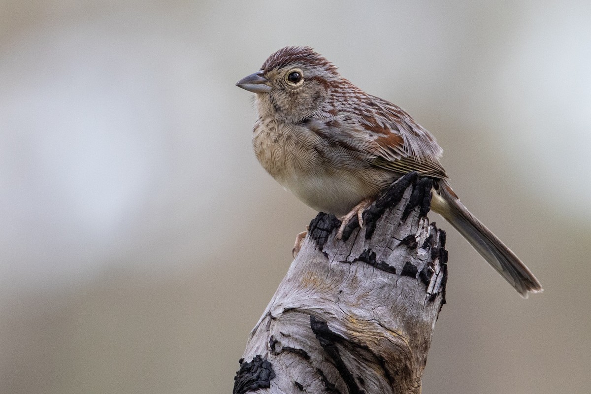 ML640546203 - Bachman's Sparrow - Macaulay Library