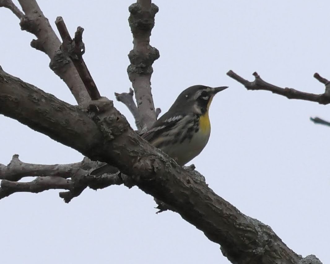 eBird Checklist - 19 Aug 2025 - Montrose Point Bird Sanctuary, Lincoln ...