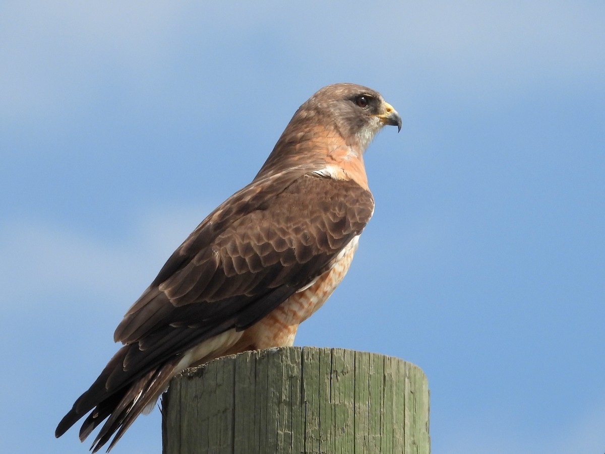 eBird Checklist - 19 Aug 2025 - Kelowna Glenmore and Snowsell - 1 species