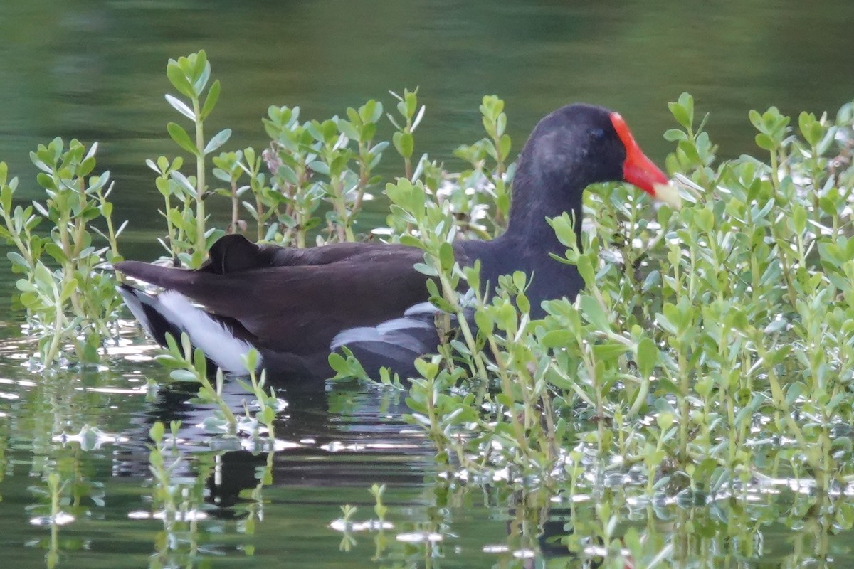 eBird Checklist - 19 Aug 2025 - Perico Preserve - 39 species (+2 other ...