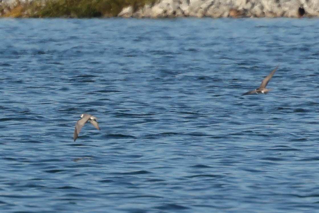 eBird Checklist - 19 Aug 2025 - Sunnyvale WPCP--East Pond - 31 species ...