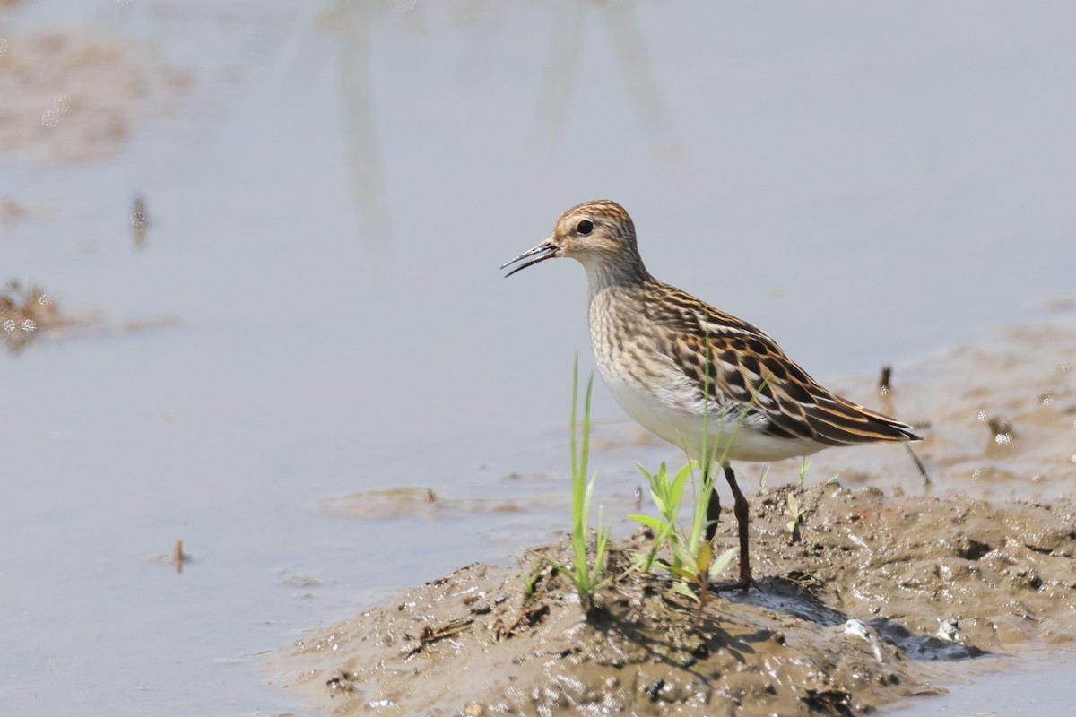 eBird Checklist - 20 Aug 2025 - 宜蘭竹安IBA--下埔(Zhu'an IBA--Xiapu) - 33 species