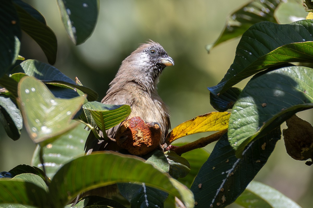 ML640555686 - Red-backed Mousebird - Macaulay Library
