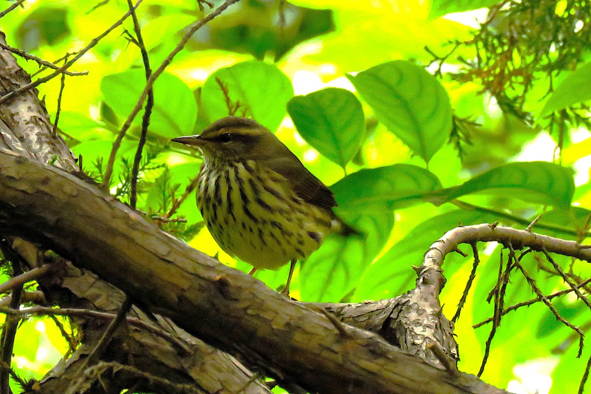 eBird Checklist - 20 Aug 2025 - Rose Kennedy Greenway - 7 species