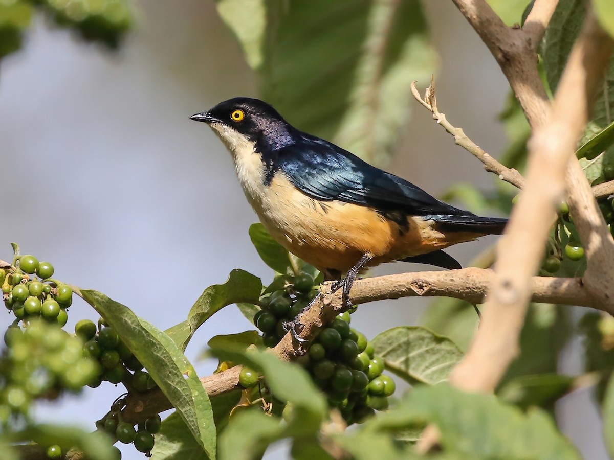 Sharpe's Starling - Pholia sharpii - Birds of the World