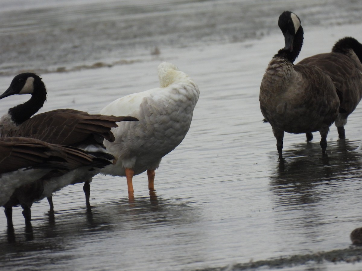 eBird Checklist - 20 Aug 2025 - Jamaica Bay Wildlife Refuge--East Pond ...