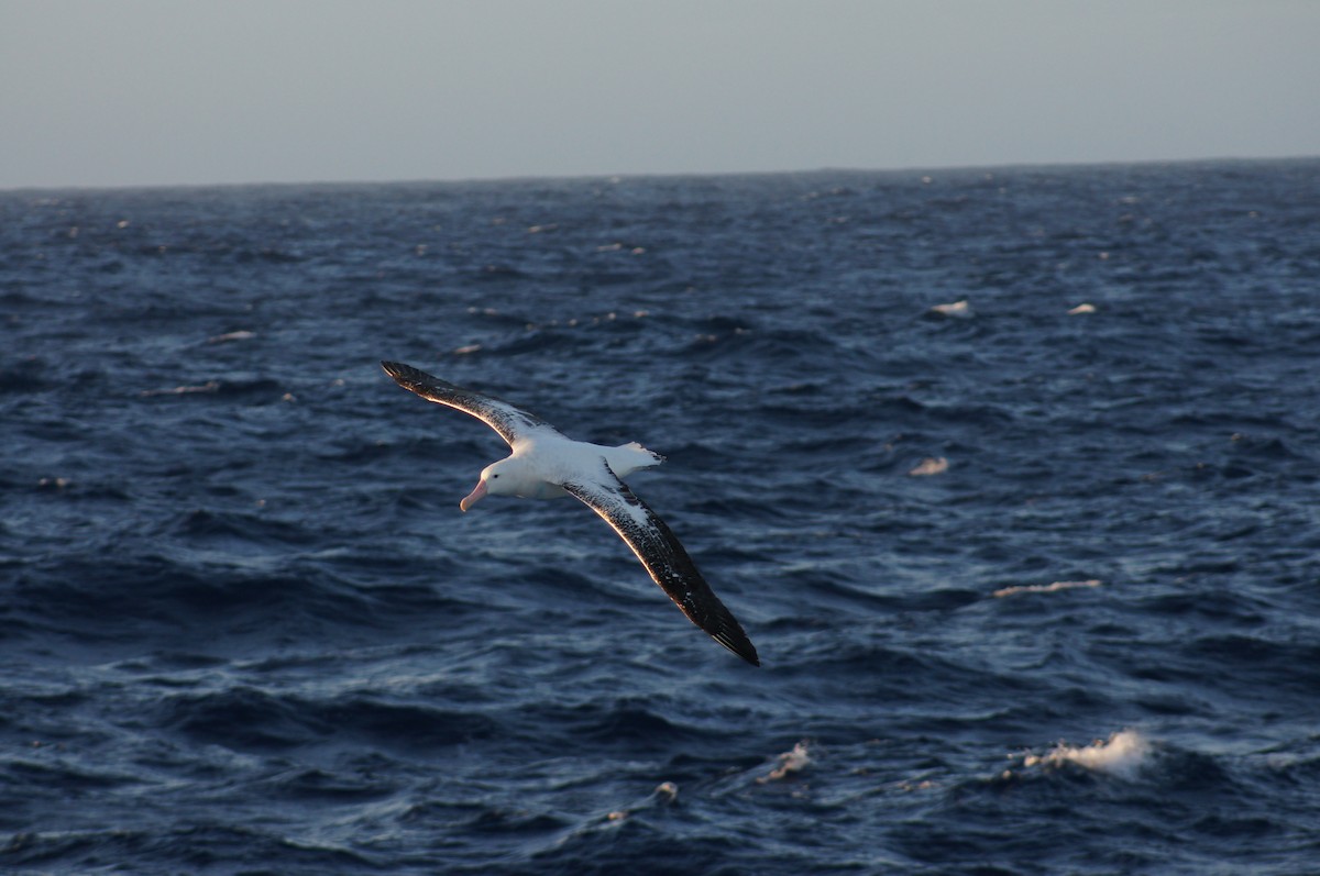 ML640578894 - Snowy Albatross - Macaulay Library