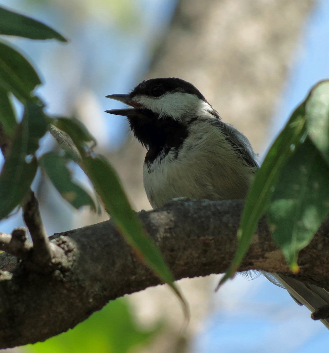 eBird Checklist - 20 Aug 2025 - Intersection E 1645 and N 2170 - 10 species (+1 other taxa)