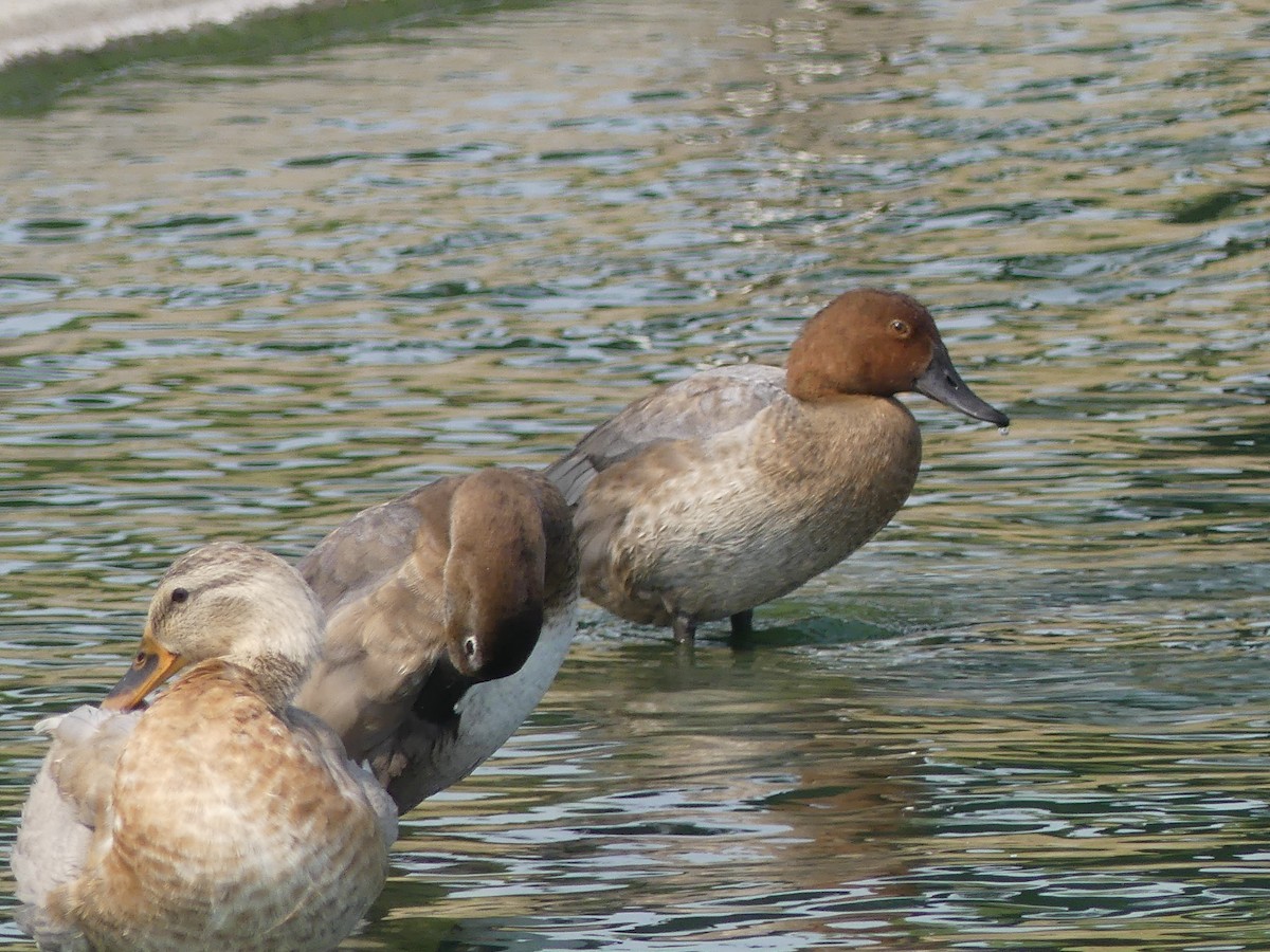 ML640585634 - Common Pochard - Macaulay Library
