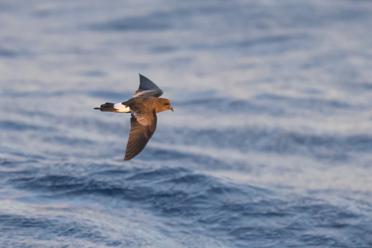 eBird Checklist - 16 Aug 2025 - Hillstar Nature Pelagic 16 August 2025 ...