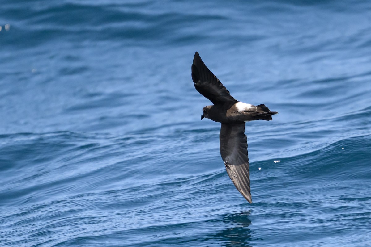 eBird Checklist - 16 Aug 2025 - Hillstar Nature Pelagic 16 August 2025 ...
