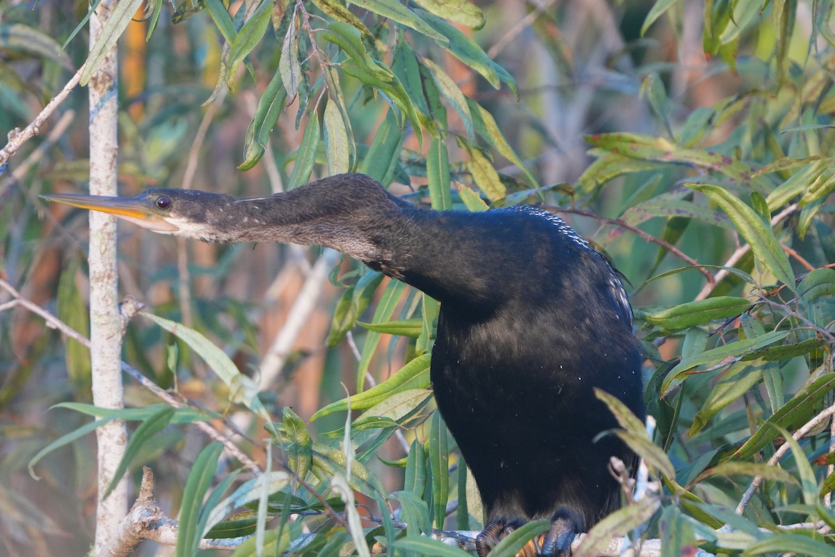 eBird Checklist - 21 Aug 2025 - Lake Woodruff NWR - 25 species