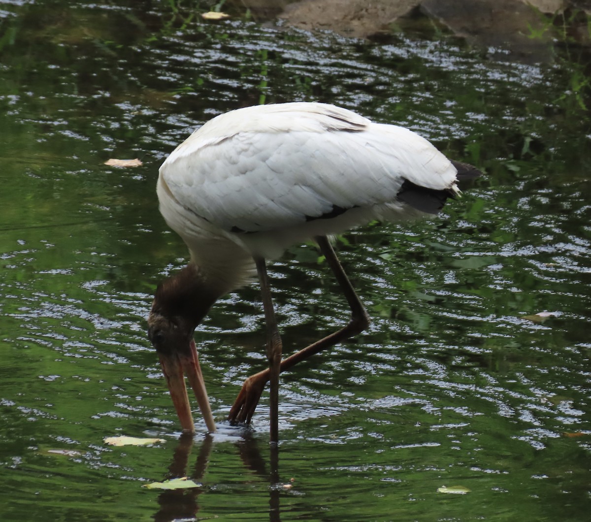 eBird Checklist - 21 Aug 2025 - Cub Run Stream Valley Park (South) - 1 ...