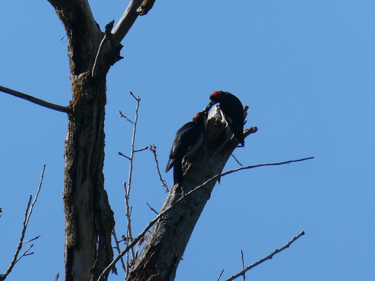 eBird Checklist - 21 Aug 2025 - American River Parkway behind condo ...