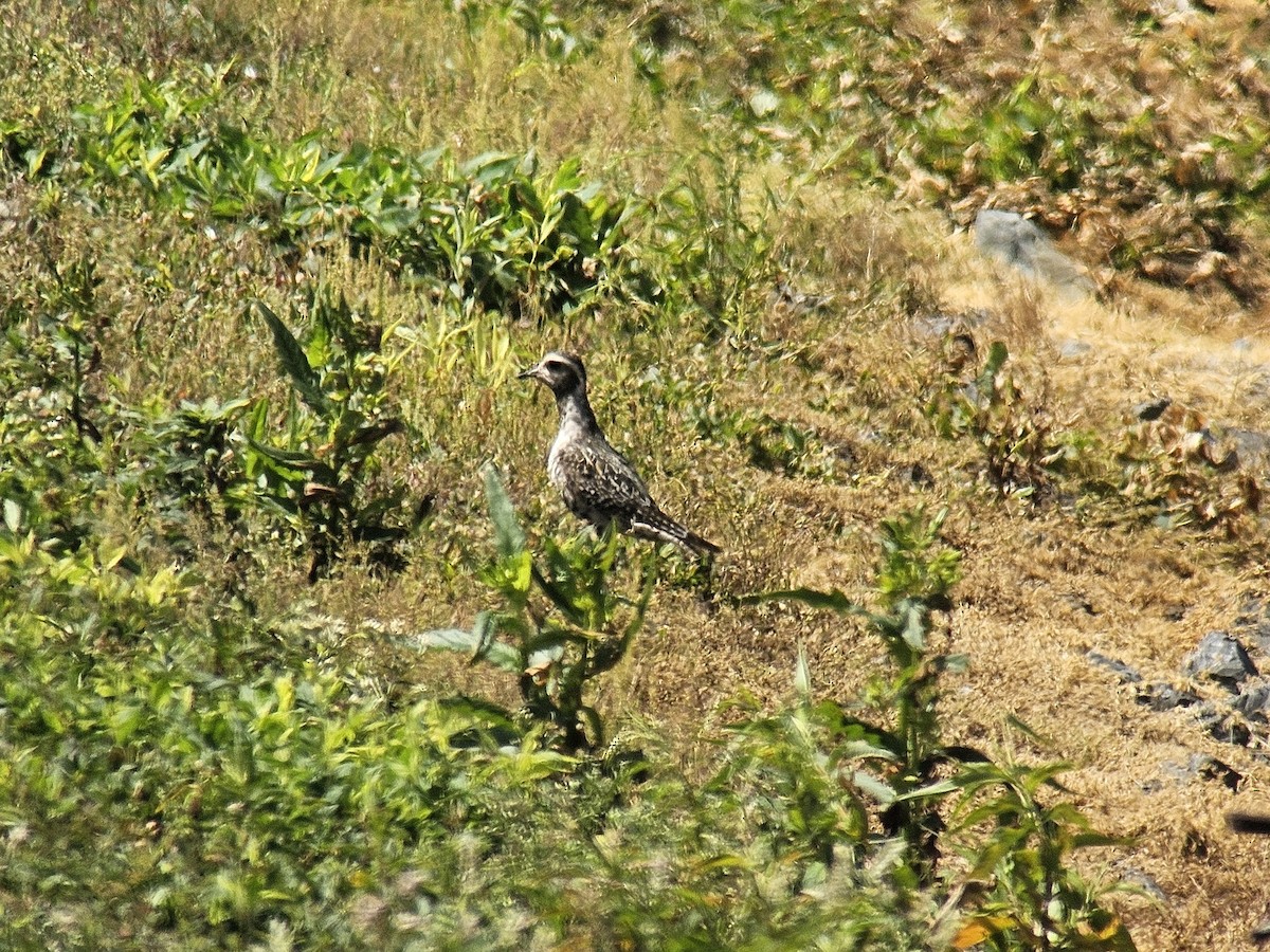 eBird Checklist - 21 Aug 2025 - Rochester WTP (CLOSED ON WEEKENDS ...