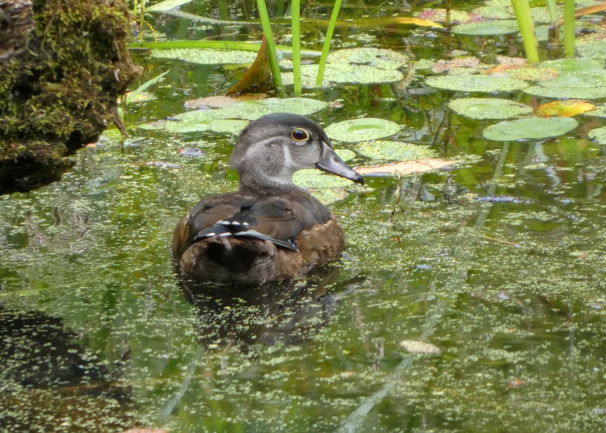 eBird Checklist - 20 Aug 2025 - Billy Frank Jr. Nisqually NWR - 51 ...