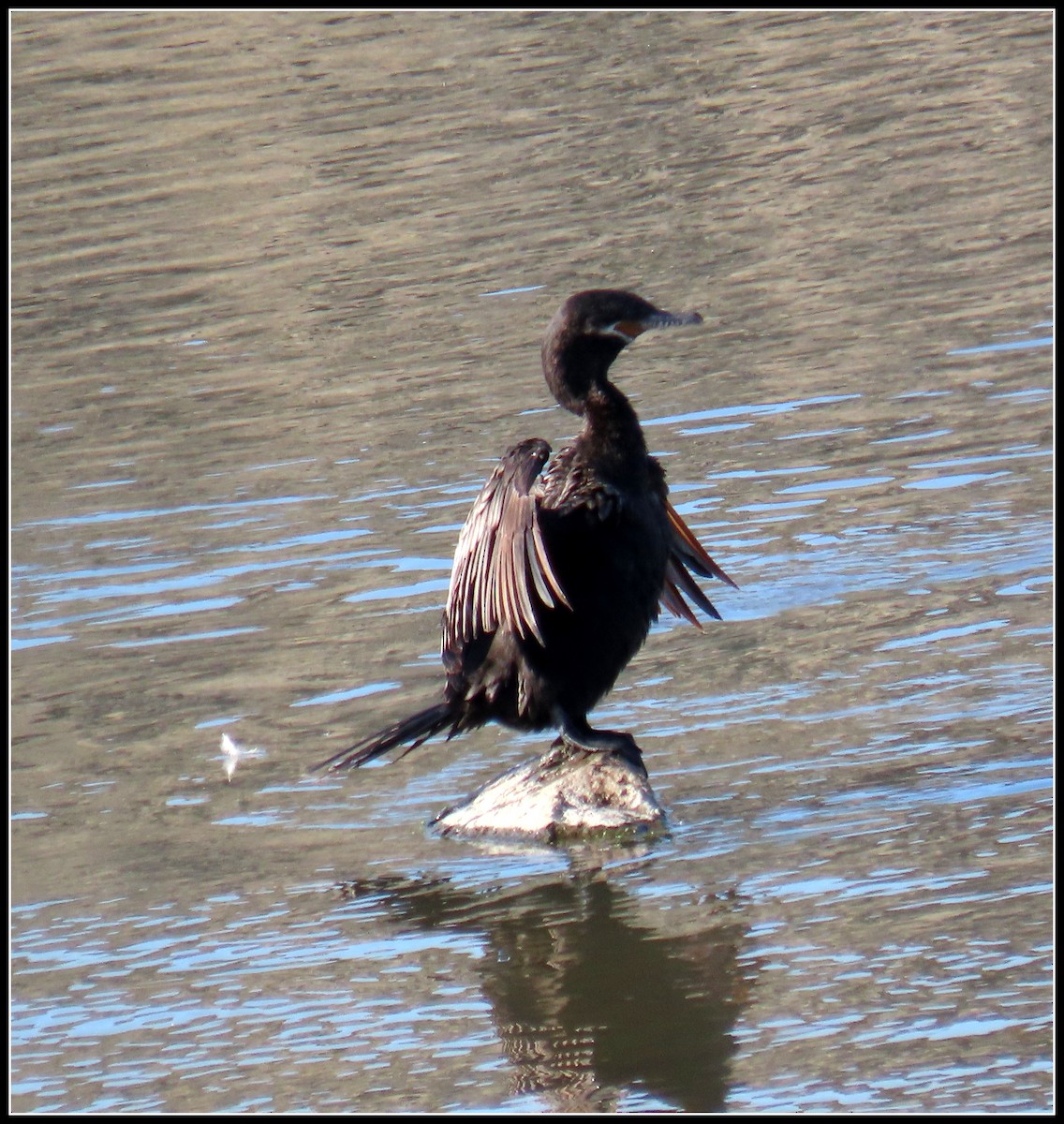 ML640626660 - Neotropic Cormorant - Macaulay Library
