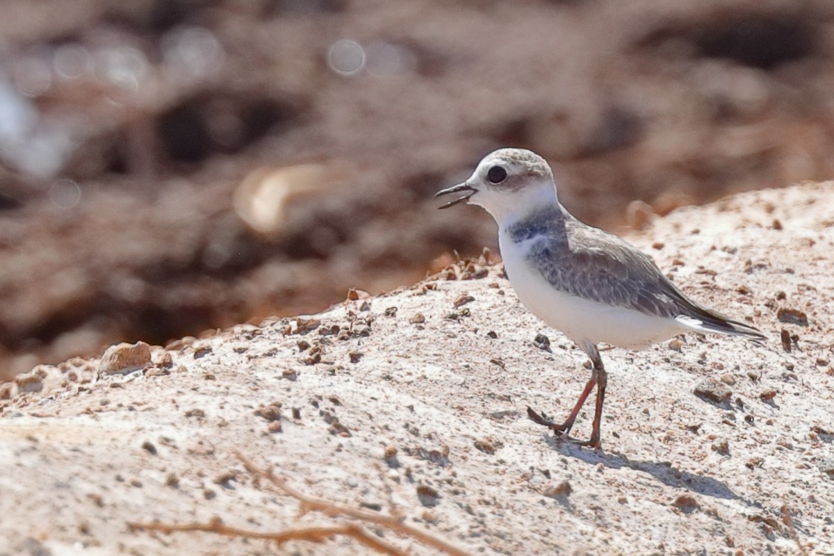 eBird Checklist - 21 Aug 2025 - Milky Way Dairy - 20 species