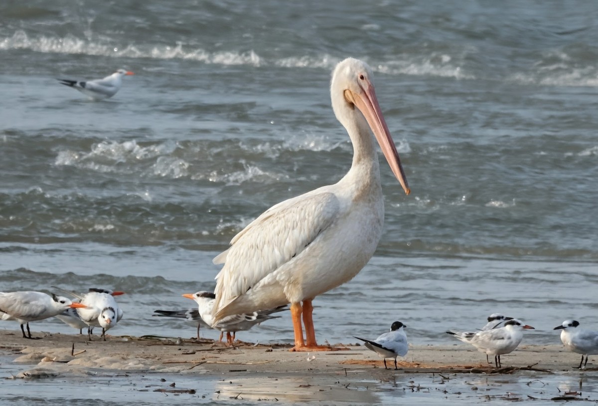 ML640627634 - American White Pelican - Macaulay Library