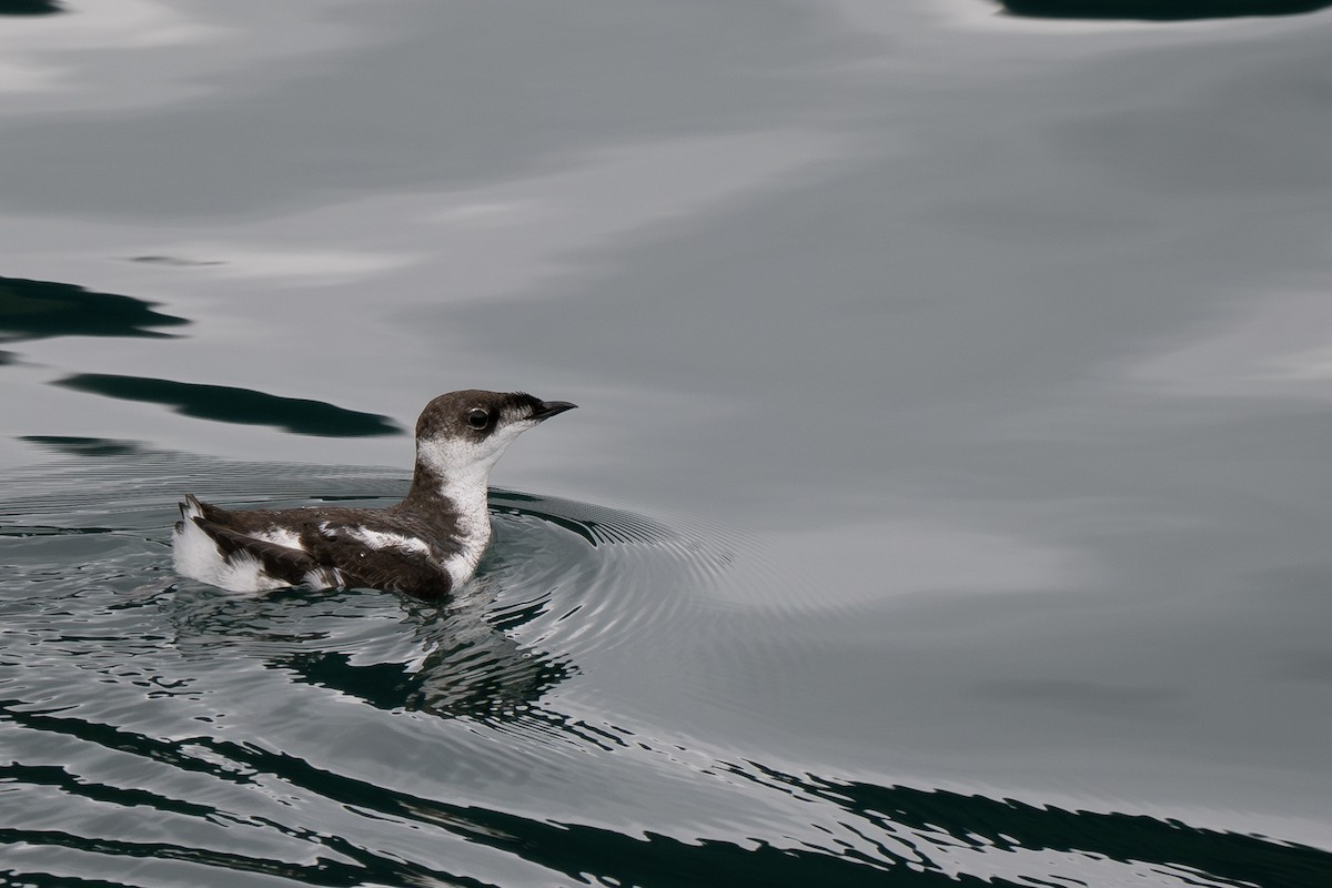 ML640631900 - Marbled Murrelet - Macaulay Library