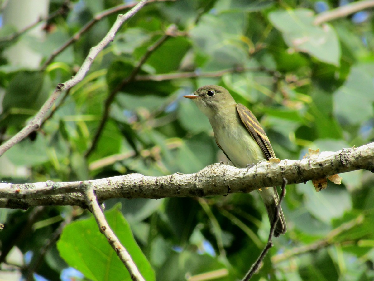 eBird Checklist - 10 Aug 2025 - Moose Lake WTP - 17 species