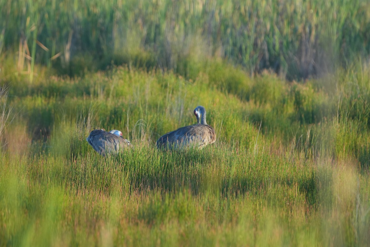 eBird Checklist - 22 Aug 2025 - Lake Woodruff NWR - 22 species