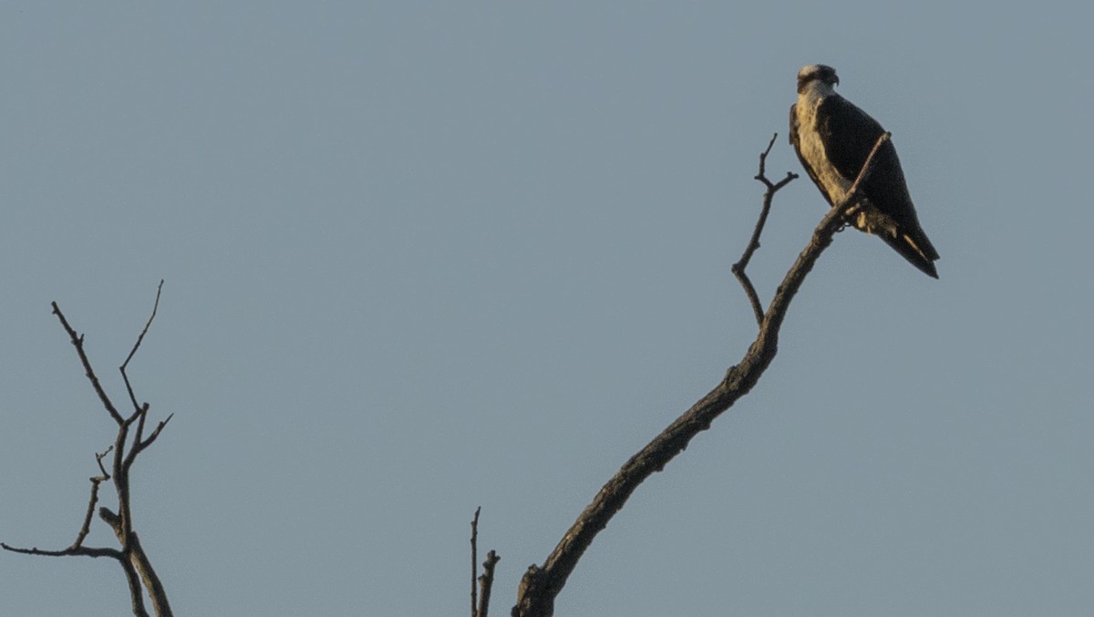 eBird Checklist - 22 Aug 2025 - Hillman Marsh CA--Couture Dyke Loop ...