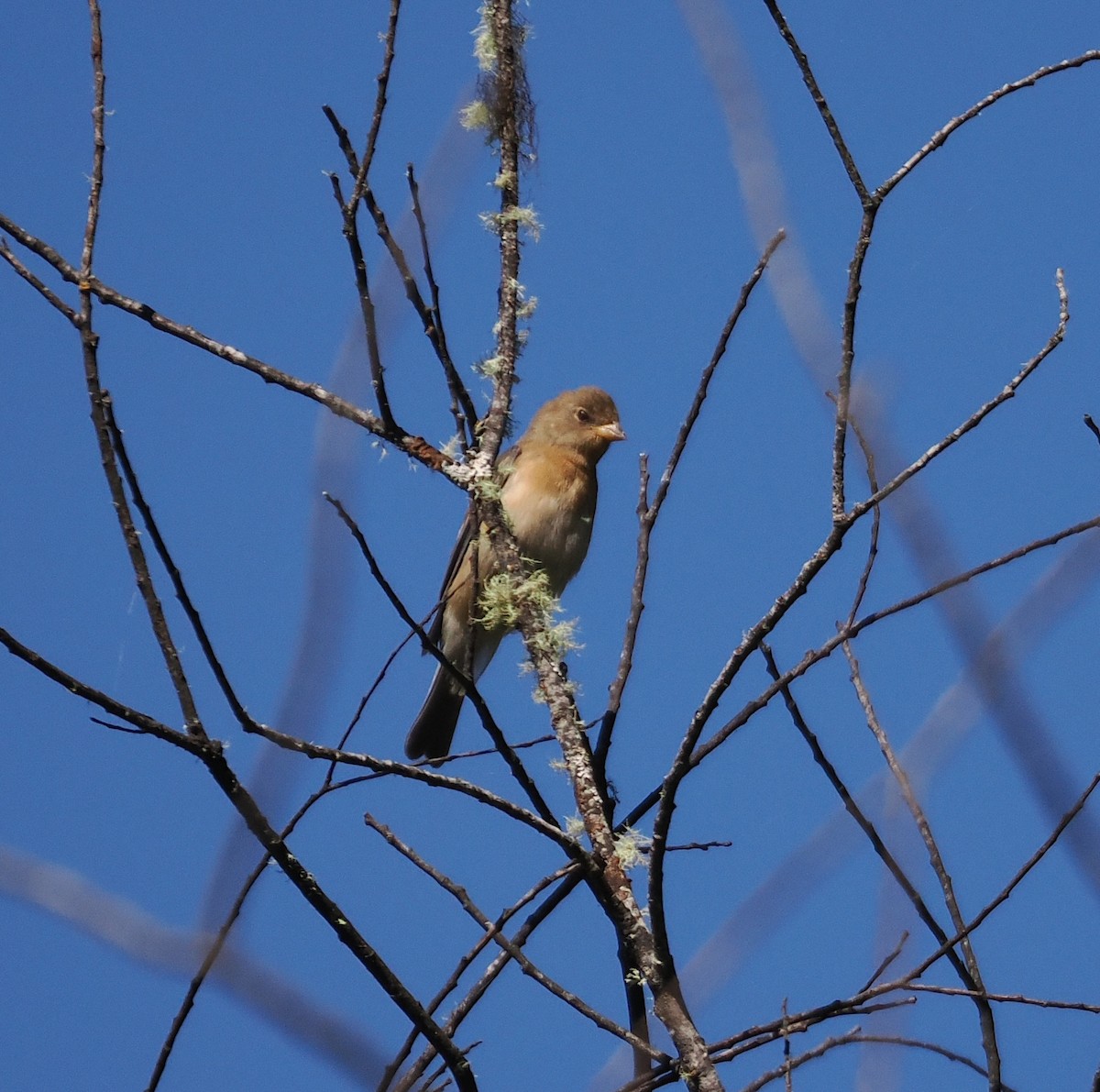 eBird Checklist - 22 Aug 2025 - Lincoln Park (Port Angeles) - 1 species