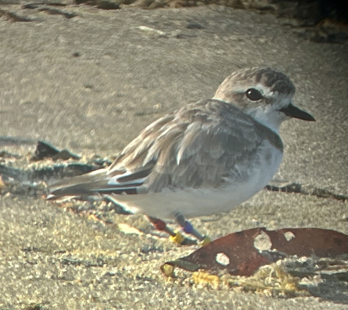 eBird Checklist - 22 Aug 2025 - North Spit--old Weyco Settling Pond ...