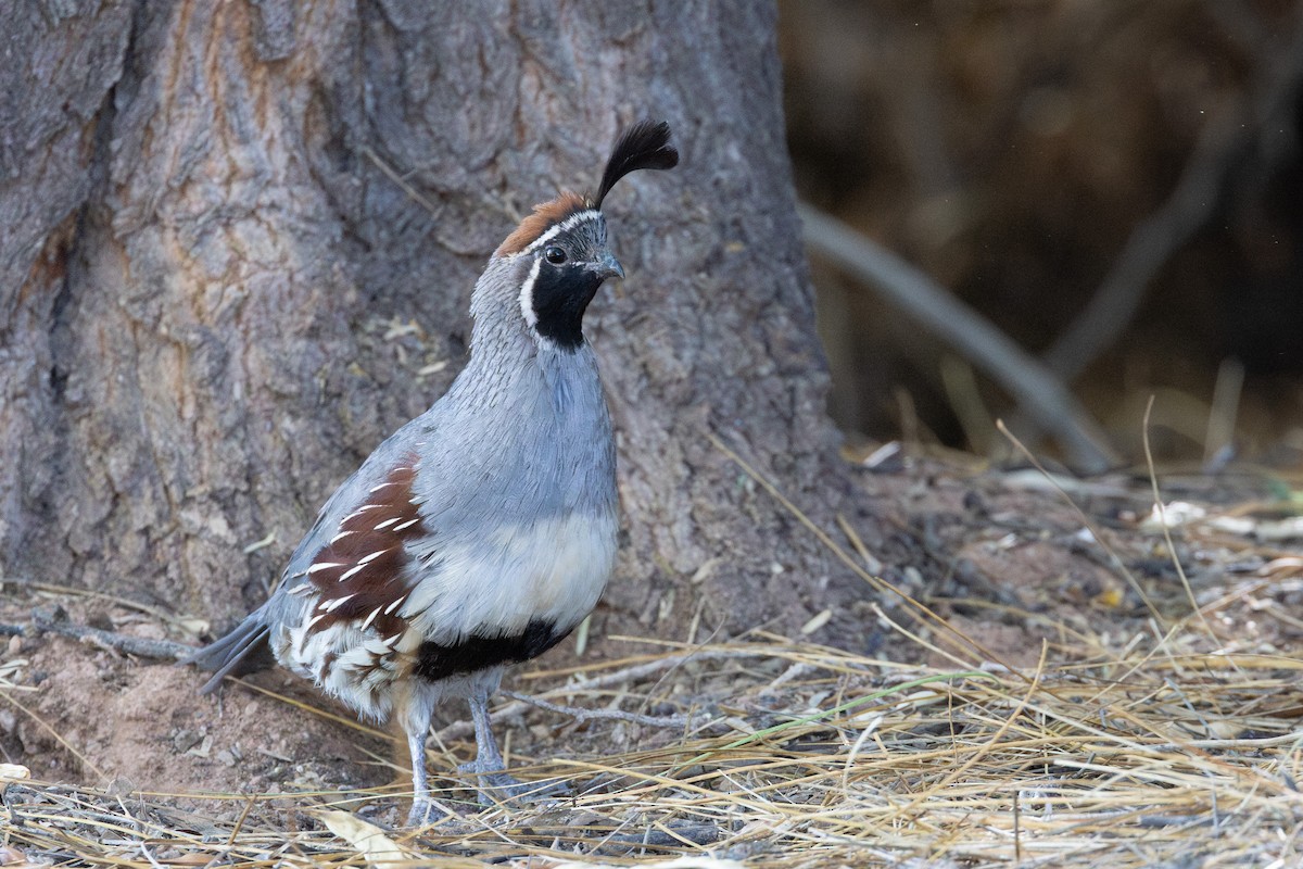 eBird Checklist - 31 Jul 2025 - Riparian Preserve at Gilbert Water ...