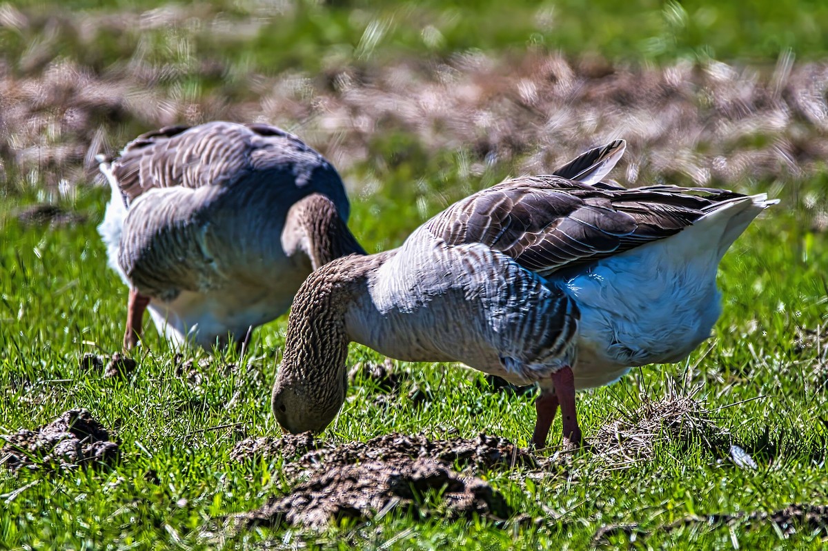 eBird Checklist - 20 Aug 2025 - Maiden Gully, Victoria, AU - 34 species ...