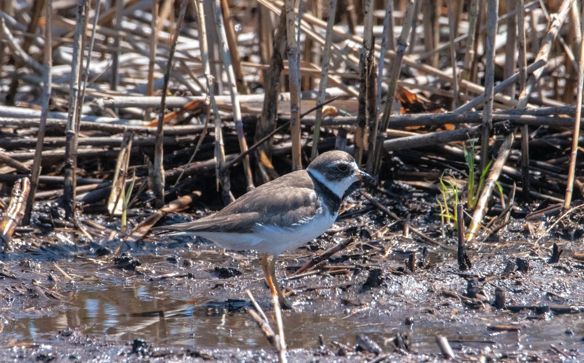 eBird Checklist - 22 Aug 2025 - 1220 Orlando Drive, Lacey Township, New ...