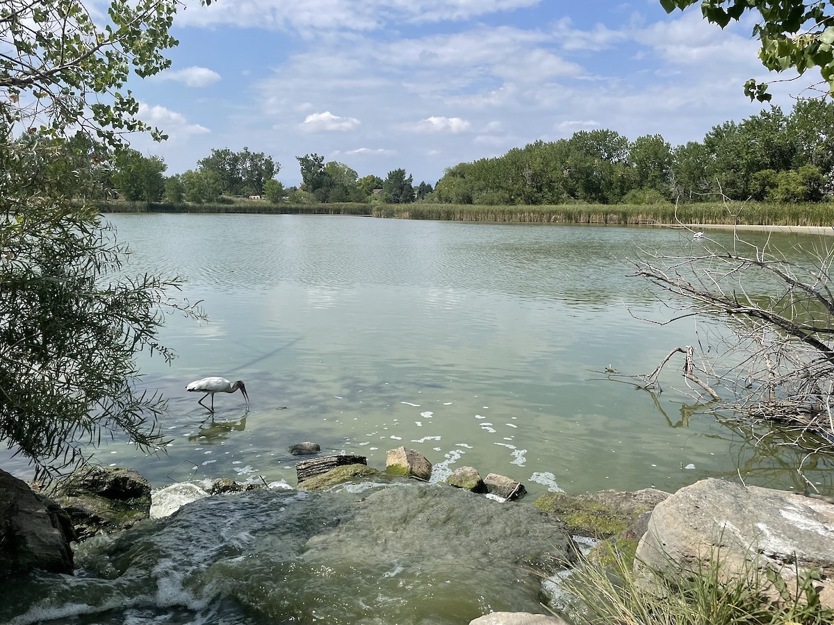 Alexx & Michael's Pond - Broomfield, Colorado, US - Birding Hotspots
