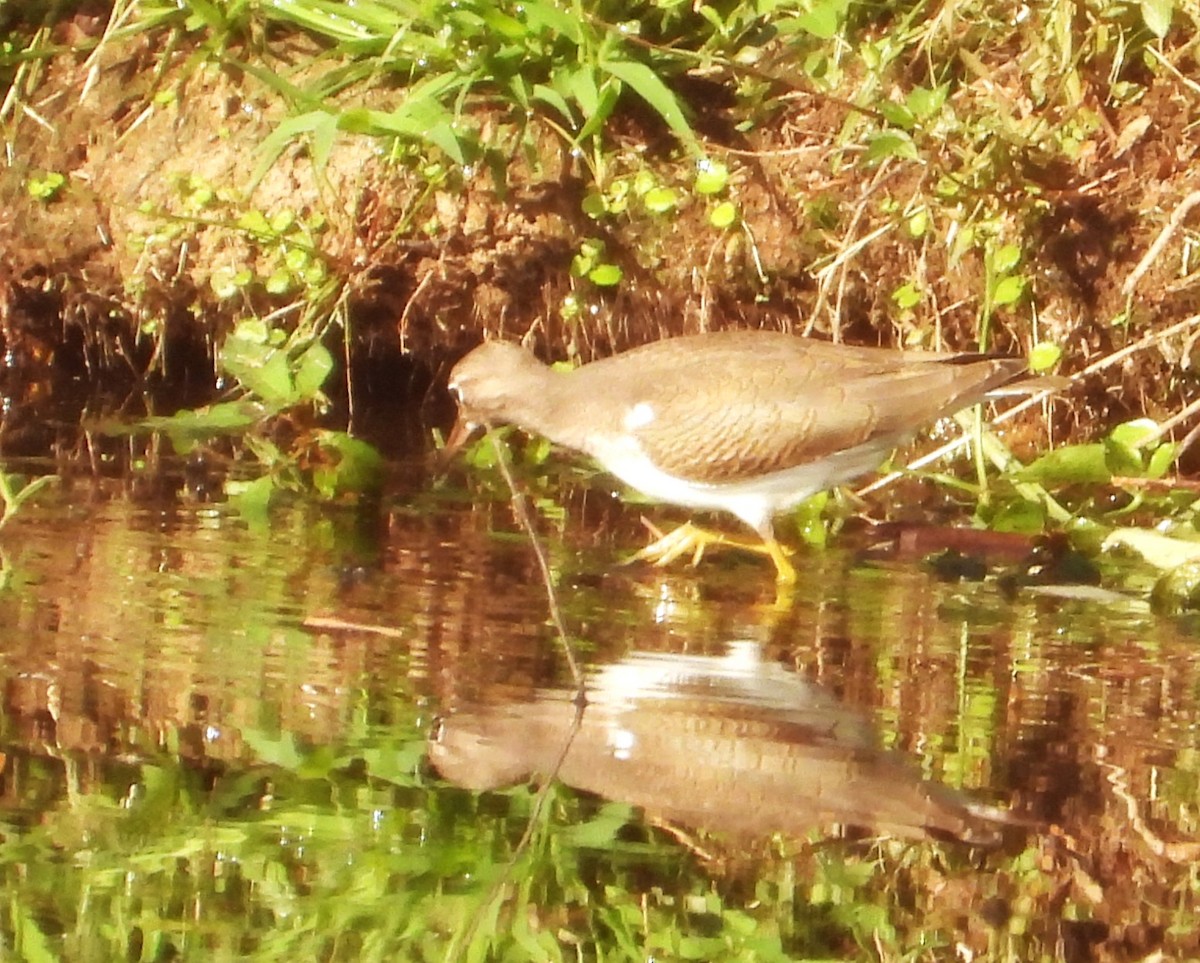 eBird Checklist - 23 Aug 2025 - Daniels Run Park - 29 species