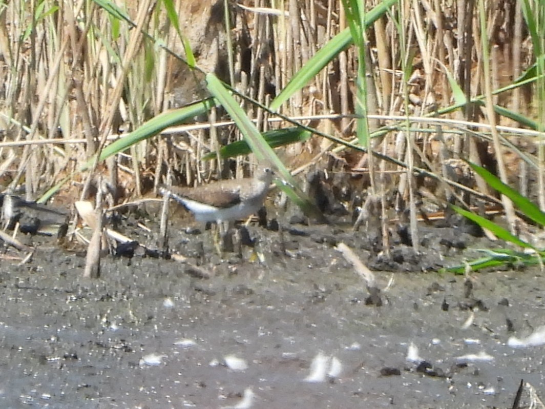 eBird Checklist - 23 Aug 2025 - Judge Cushing Puddle - 14 species