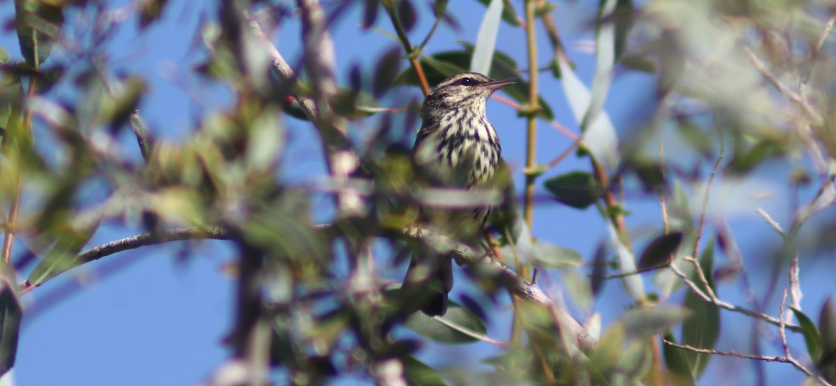 eBird Checklist - 23 Aug 2025 - Chester Wetlands - 43 species (+1 other ...