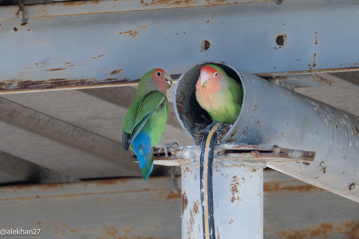 ML640729827 - Rosy-faced Lovebird - Macaulay Library