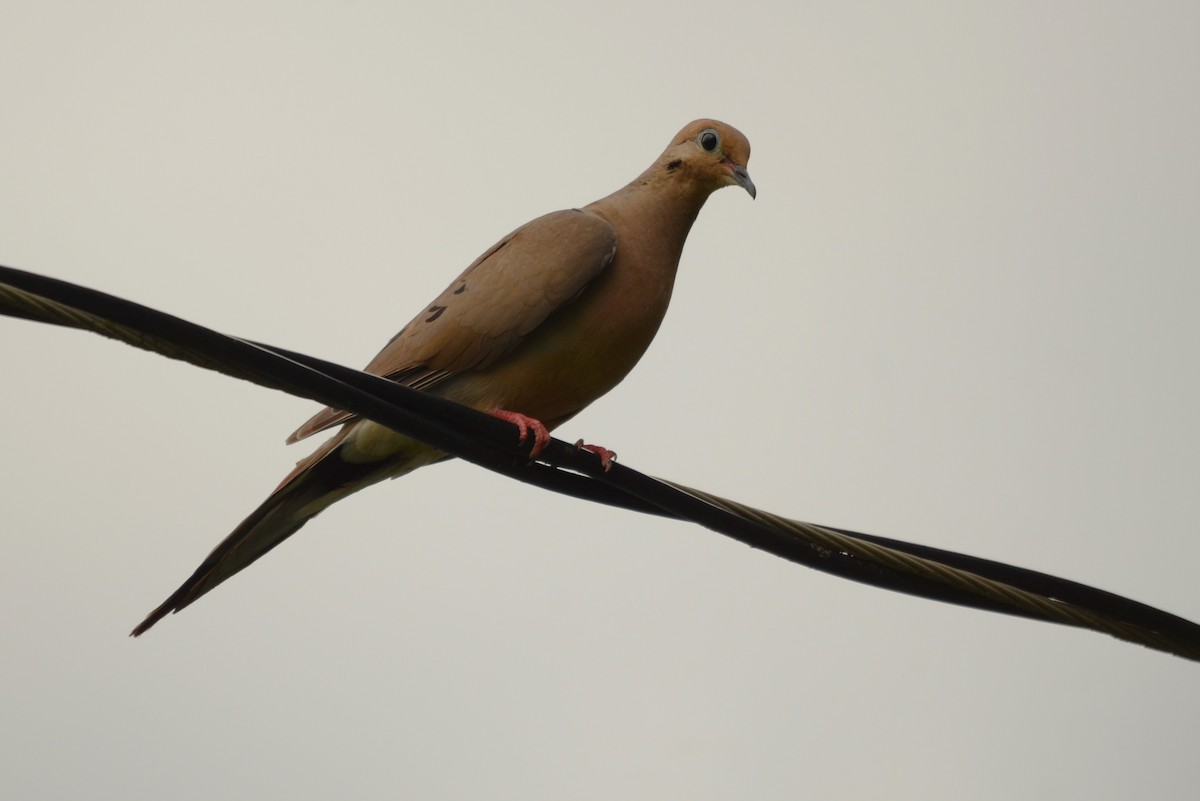 eBird Checklist - 23 Aug 2025 - My House - 10 species