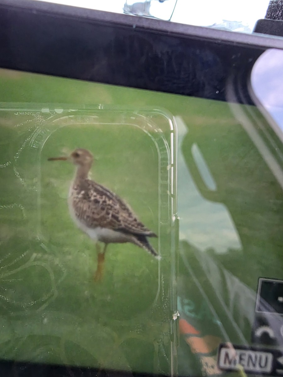 eBird Checklist - 23 Aug 2025 - 9740 Hastings Blvd, Hastings US-FL (29. ...