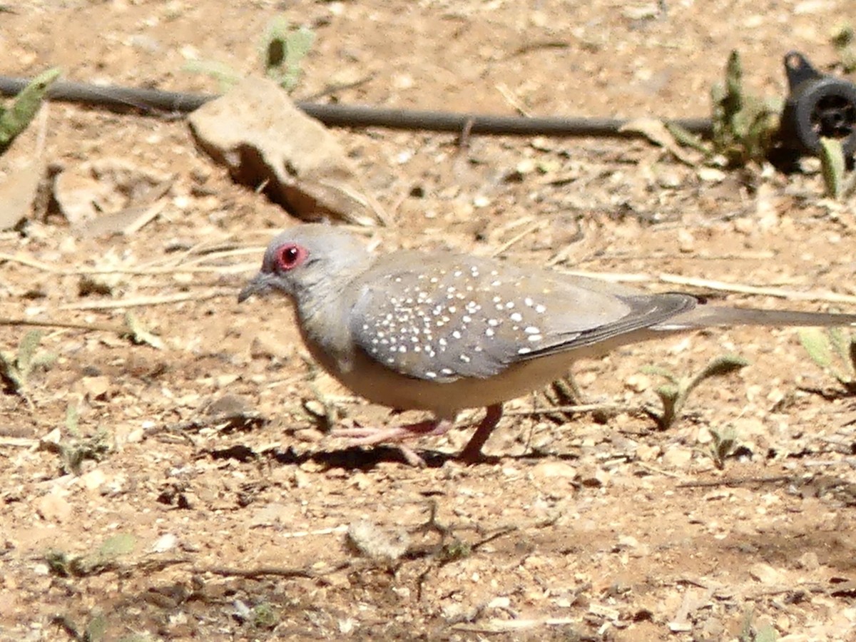 eBird Checklist - 24 Aug 2025 - Alice Springs Desert Park (please don't ...