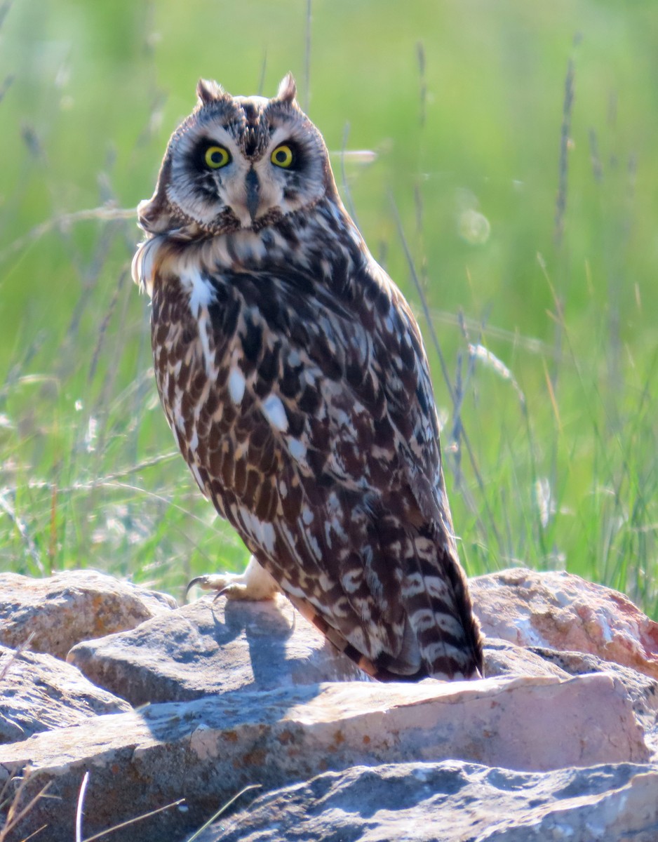 Short-eared Owl - Asio flammeus - Media Search - Macaulay Library and eBird