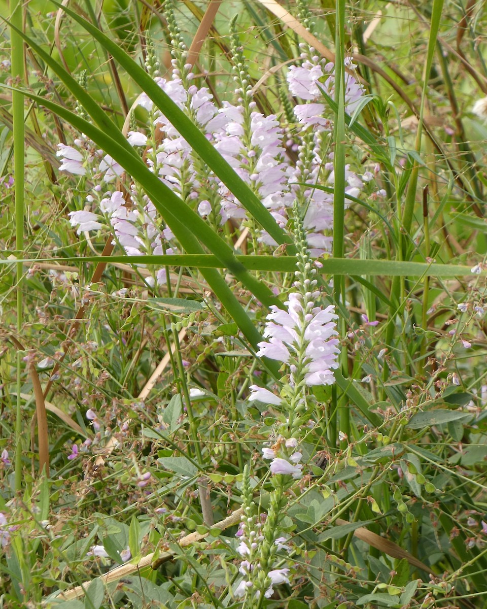 Ottawa NWR--Wildlife Drive (Ottawa Co.) - Ottawa, Ohio, US - Birding ...