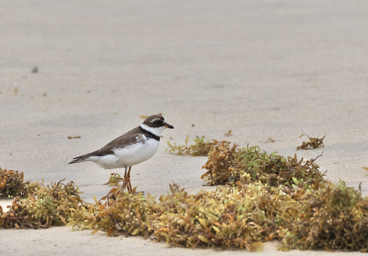 eBird Checklist - 24 Aug 2025 - **Back Bay NWR - 21 species