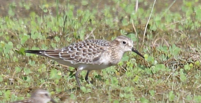 ML640771675 - Baird's Sandpiper - Macaulay Library