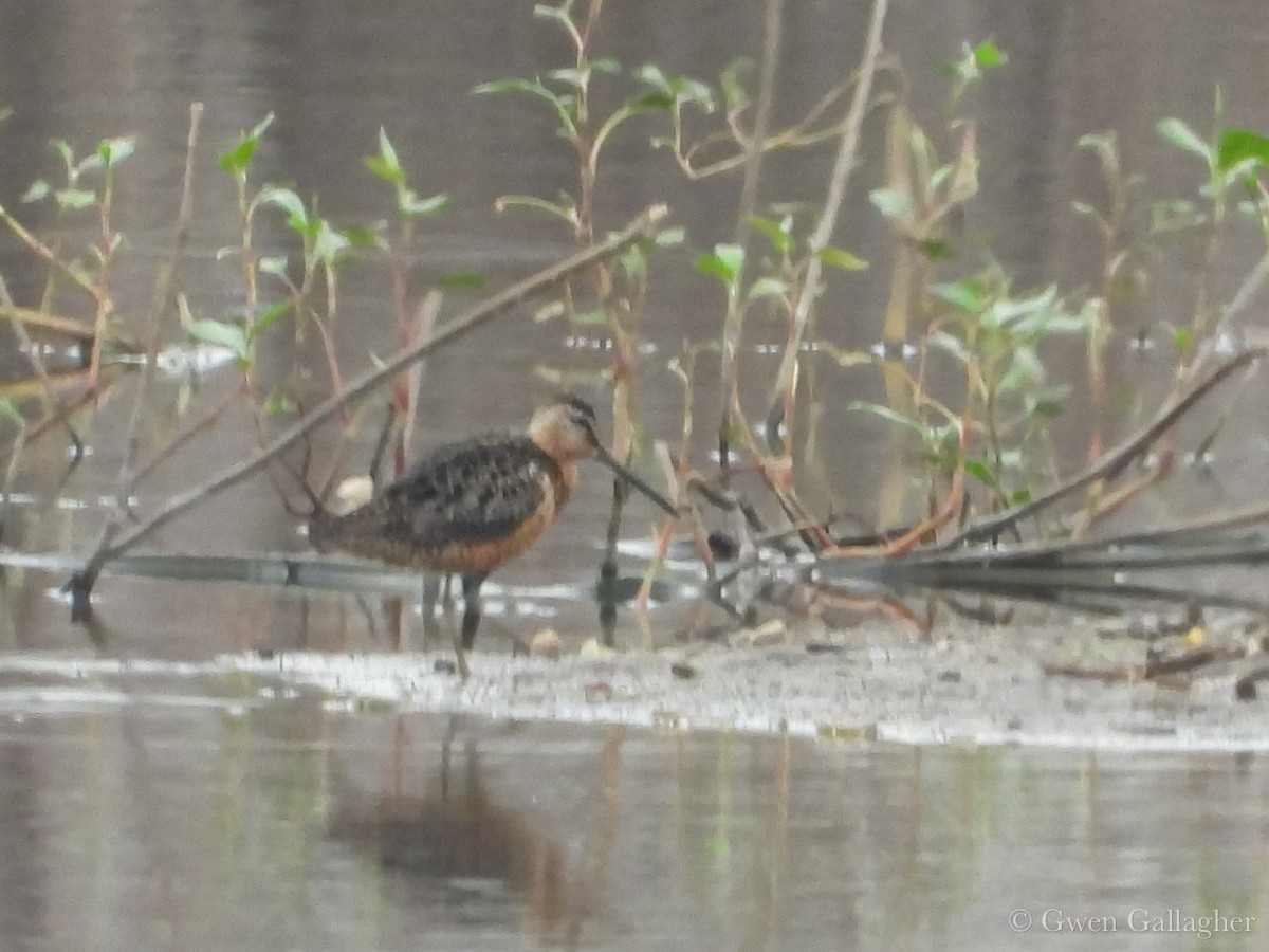 eBird Checklist - 24 Aug 2025 - Blacks Creek Bird Reserve - 32 species