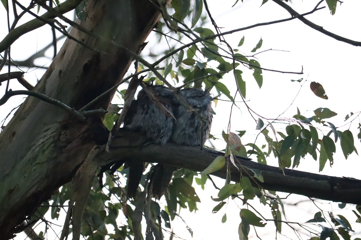 eBird Checklist - 22 Aug 2025 - Morpeth Common - 1 species