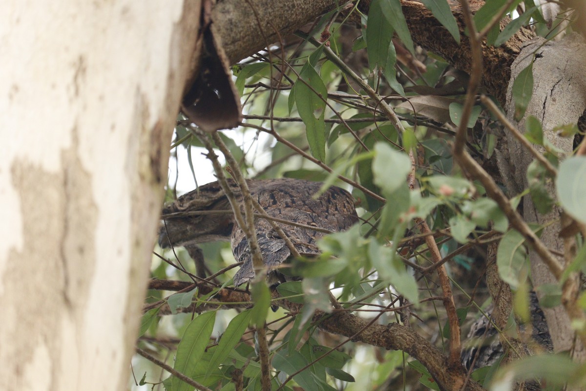 eBird Checklist - 3 Jun 2025 - Bolwarra Wetlands - 1 species