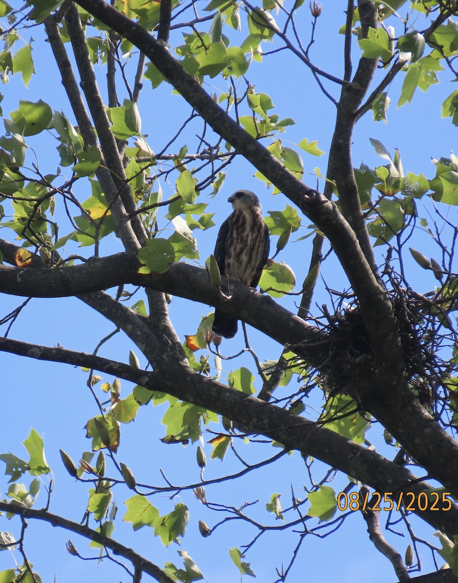 eBird Checklist - 25 Aug 2025 - Welsh Park, Rockville - 1 species